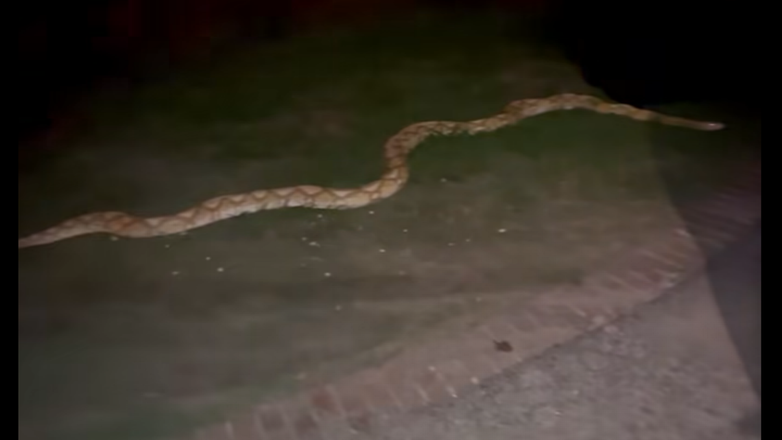 Garland animal-control officers pull 15-foot python from truck engine ...