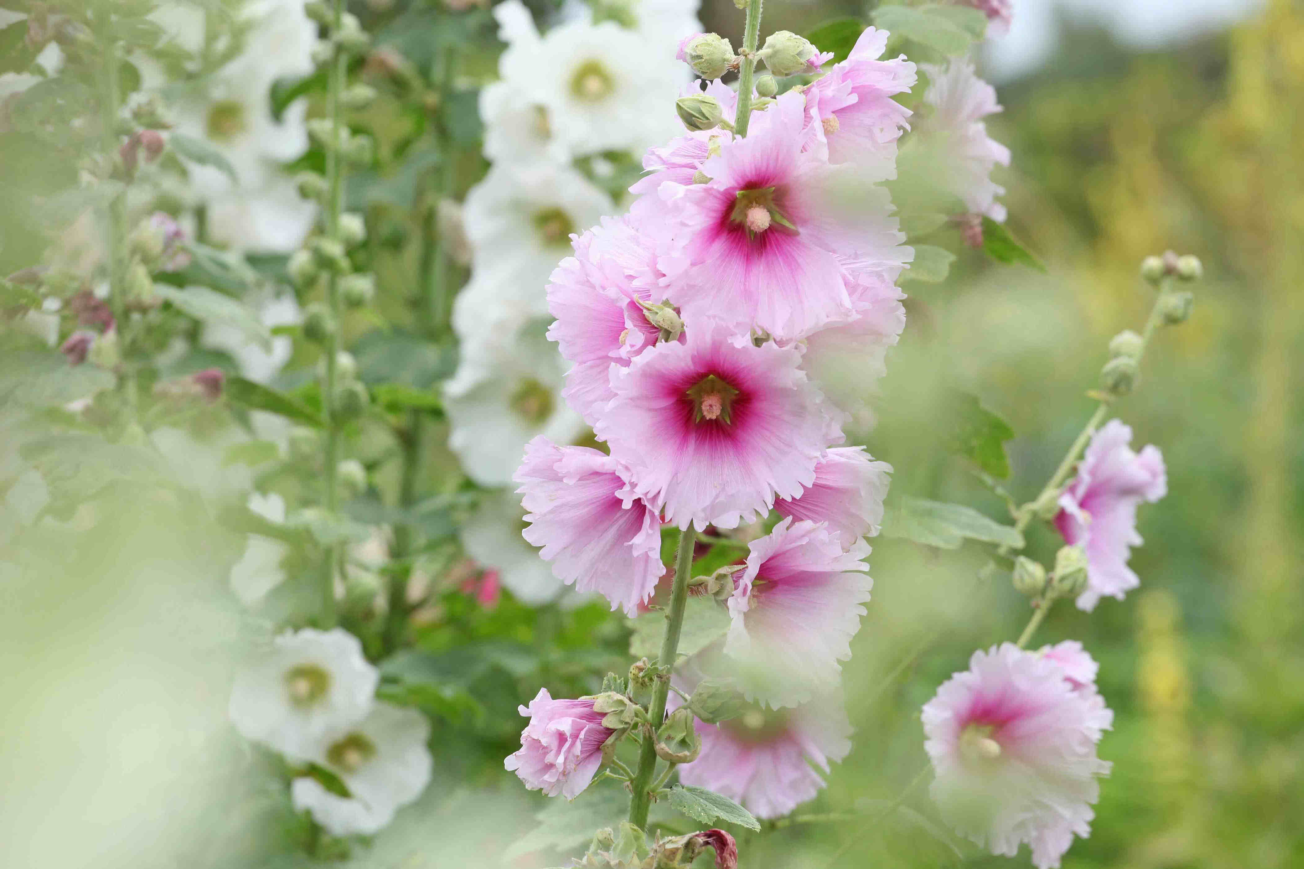 Zo verzorg je stokrozen het beste