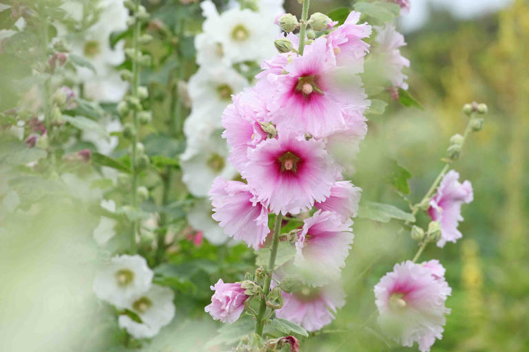 Zo verzorg je stokrozen het beste