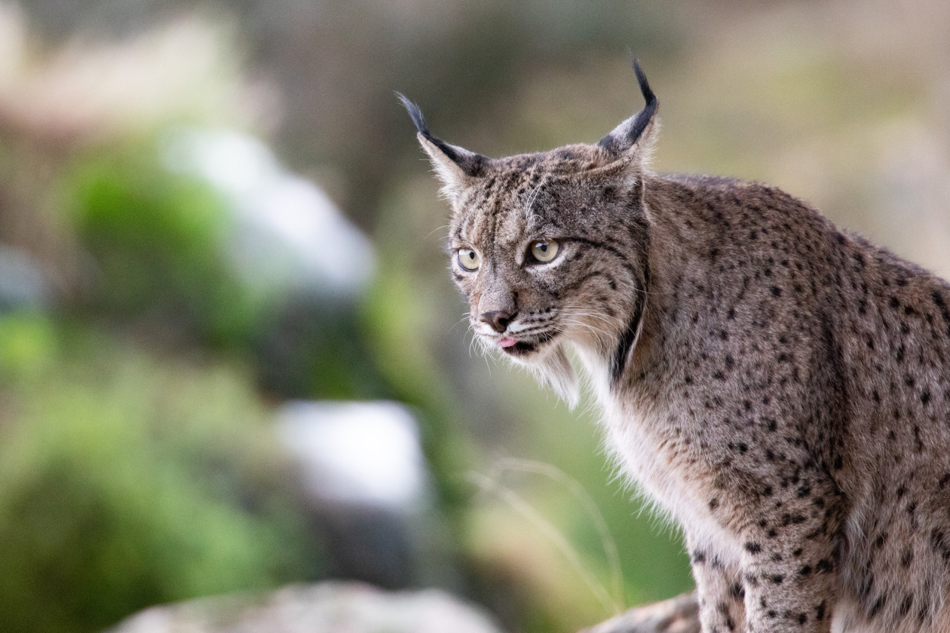 Tufts and teeth: fascinating facts about the lynx