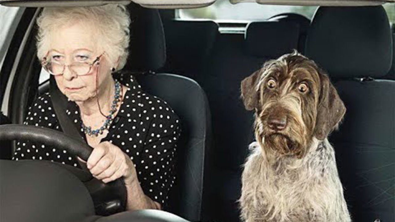 Brave dog realizes a vet visit is about to happen