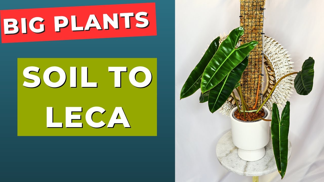 Move Big Plants From Soil To Leca Without Killing Them