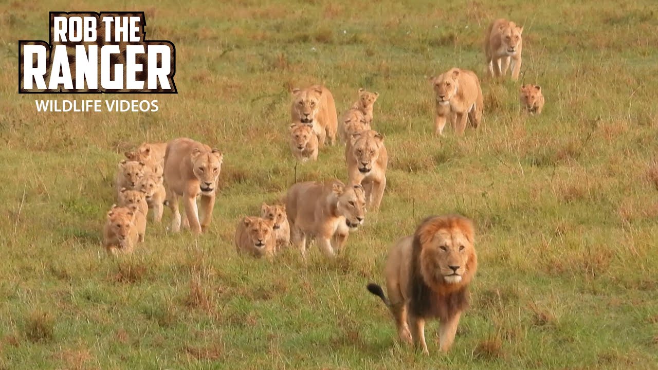 Massive Lion Pride Roams in Coordinated Movement