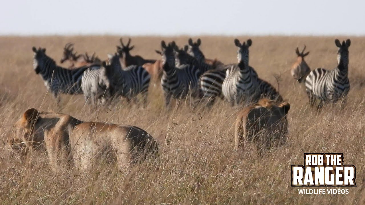 Nomadic lions cross Mara plains searching for new territory