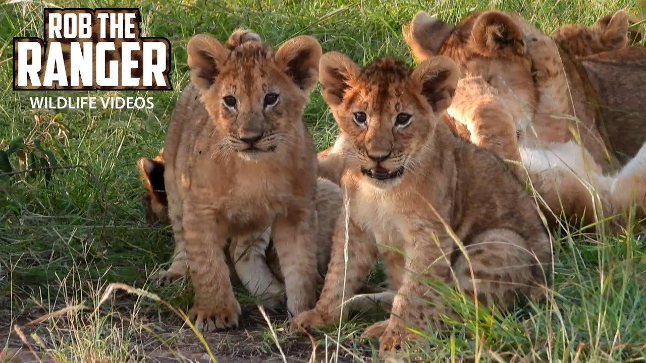 Lovely lion cubs play energetically in Lalashe Mara pride