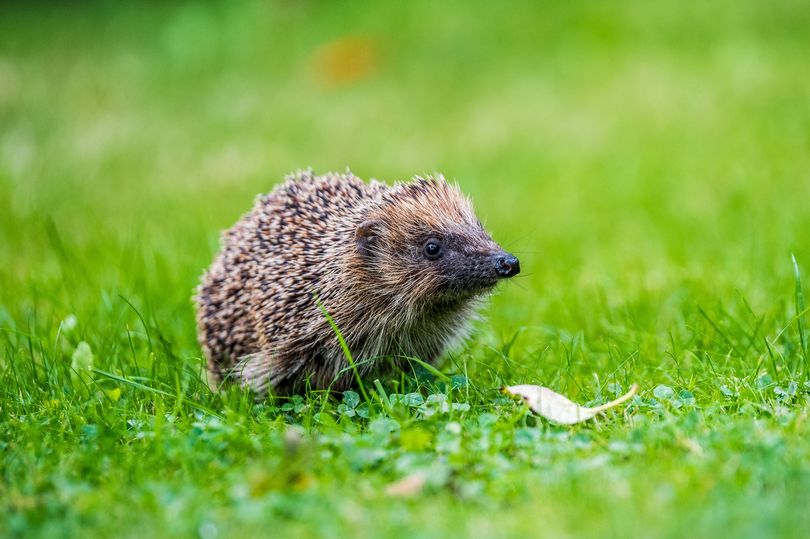 Look after hedgehogs in your garden with easy change to your fences