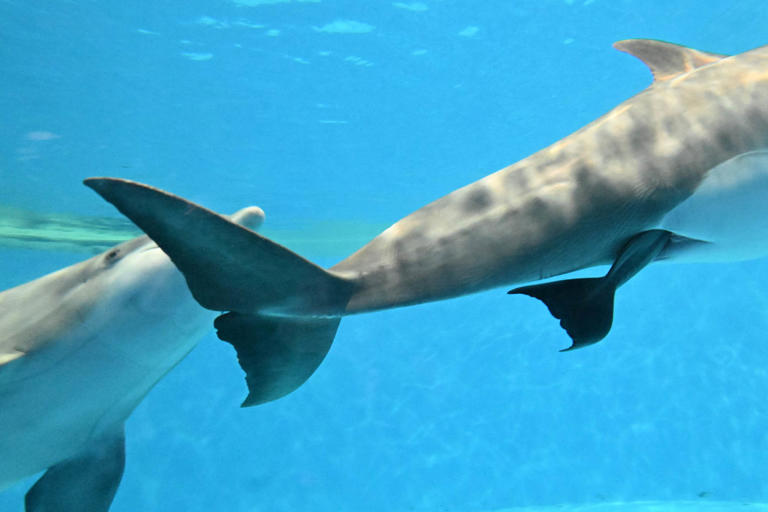 Dolphin’s Birth Caught on Camera at Chicago Zoo