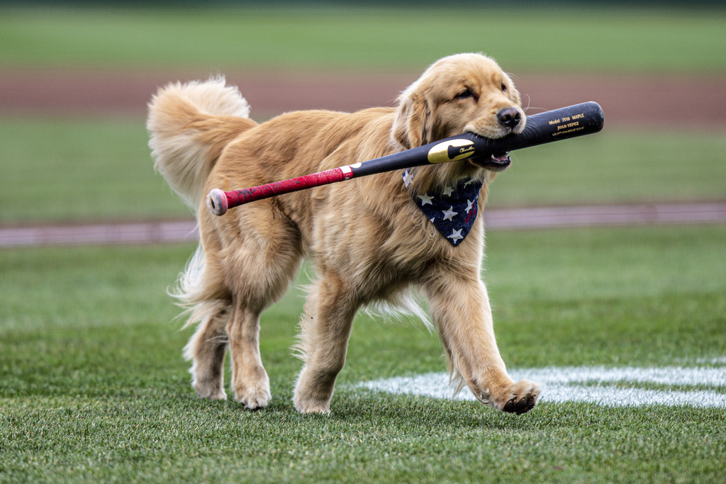 Nationals' bat-retrieving dog Bruce gets call up to majors from Triple ...