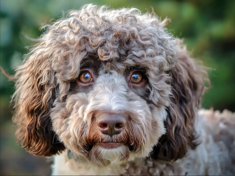 The Secret Weapon of Italian Truffle Hunters: Meet the Extraordinary ...