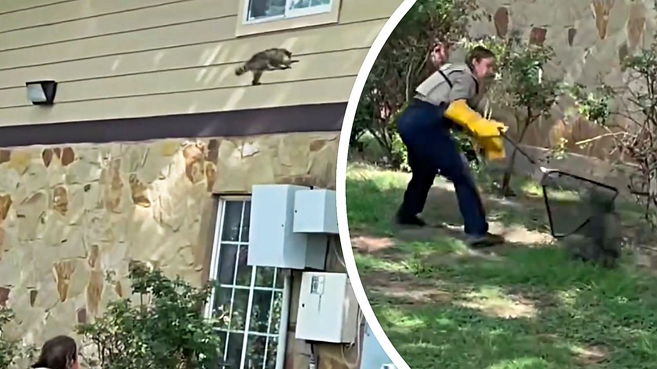 Quick catch saves baby raccoon falling from roof in daring rescue