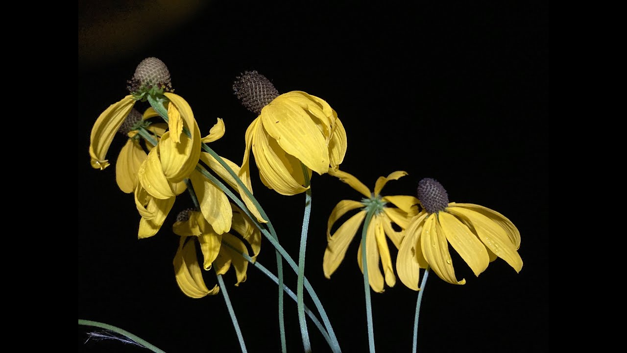 Permaculture – Growing All of Our Food Guided by Nature