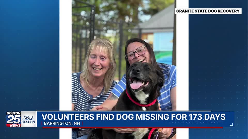 Lost dog organization helps find pets months after they go missing