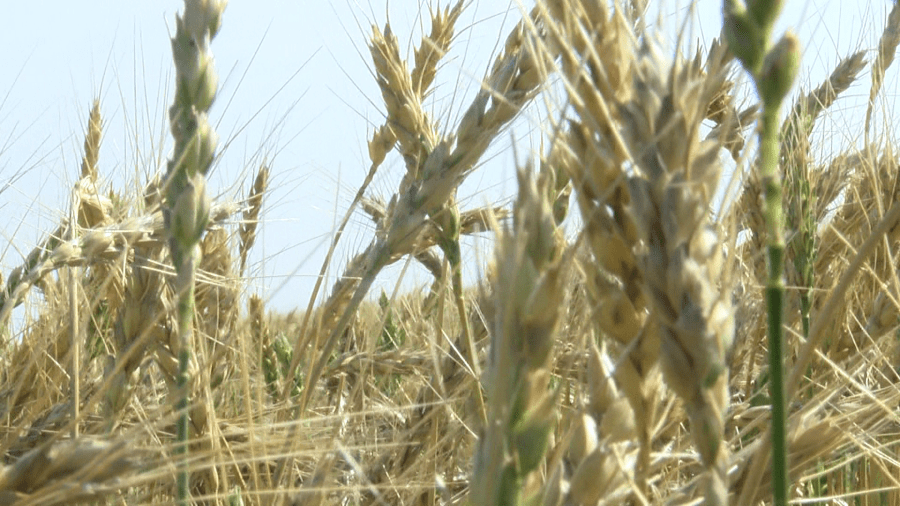Kansas wheat yields beat expectations in some areas