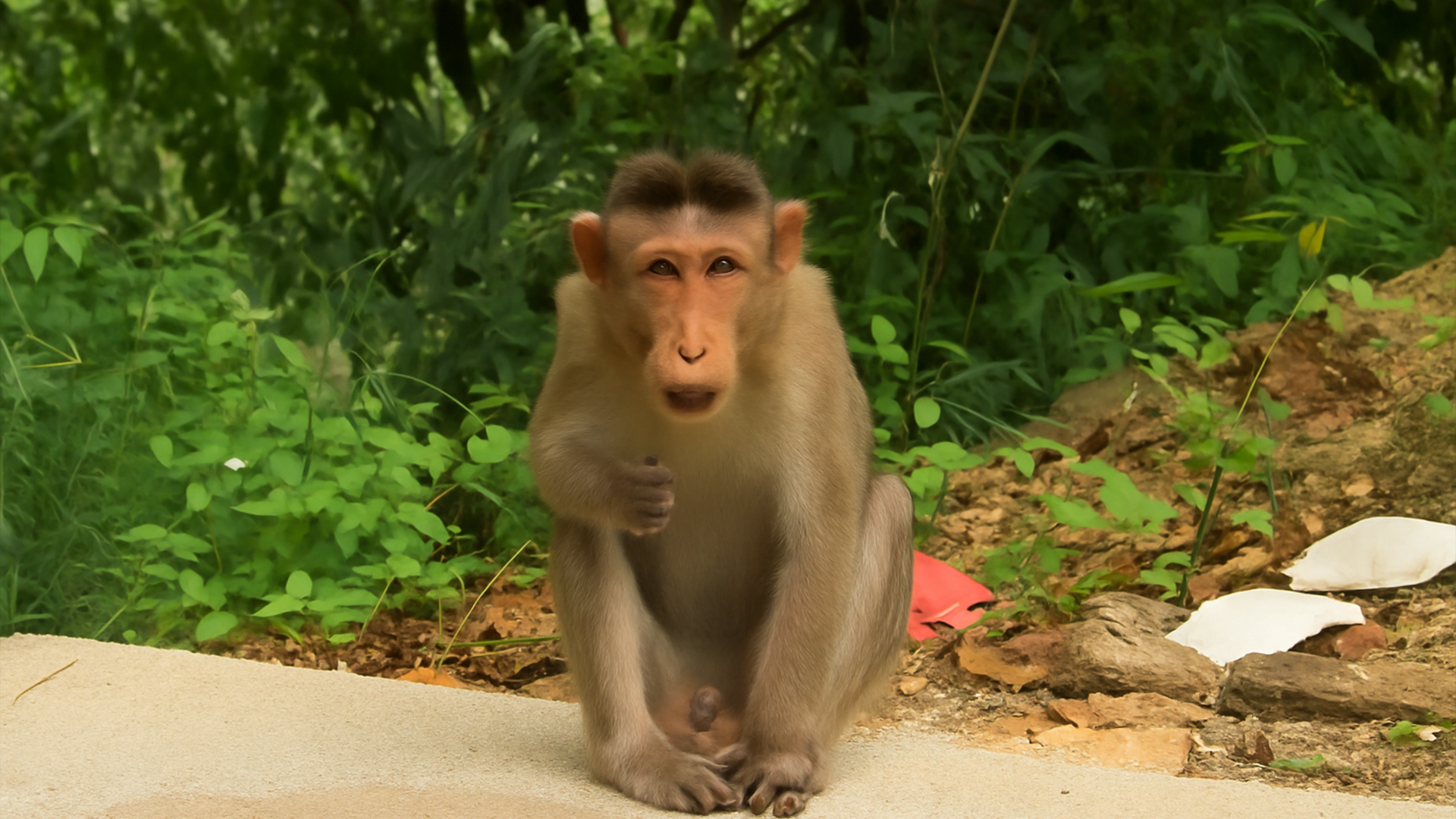 🙈 Monkey Sits Like He’s Solving Life’s Mysteries | Funny Monkey Videos