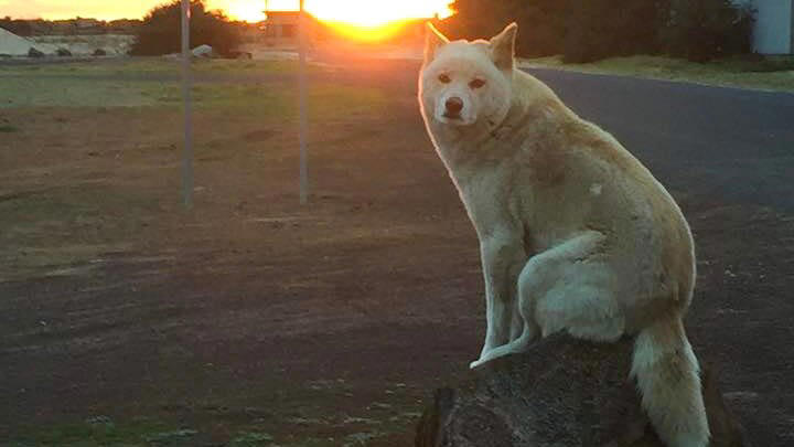Bunbury mourns loss of its 'Red Dog', an alpine dingo called Marley