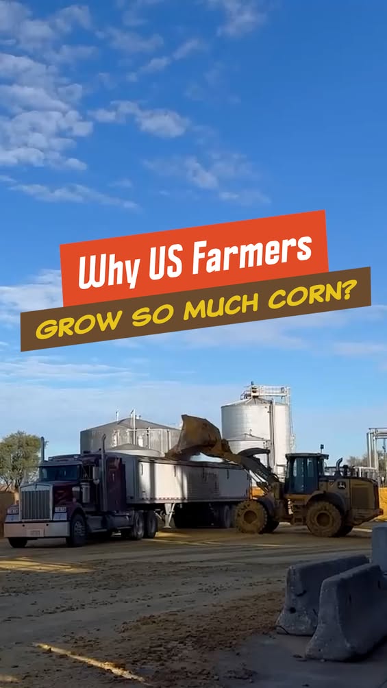 Why US Farmers Grow So Much Corn