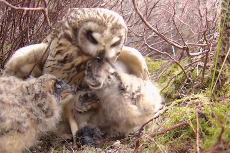 Springwatch's Chris Packham hits back at 'savage' viewer complaints ...