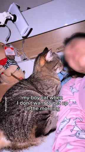 Fluffy Alarm Clock: Adorable Cat Behavior