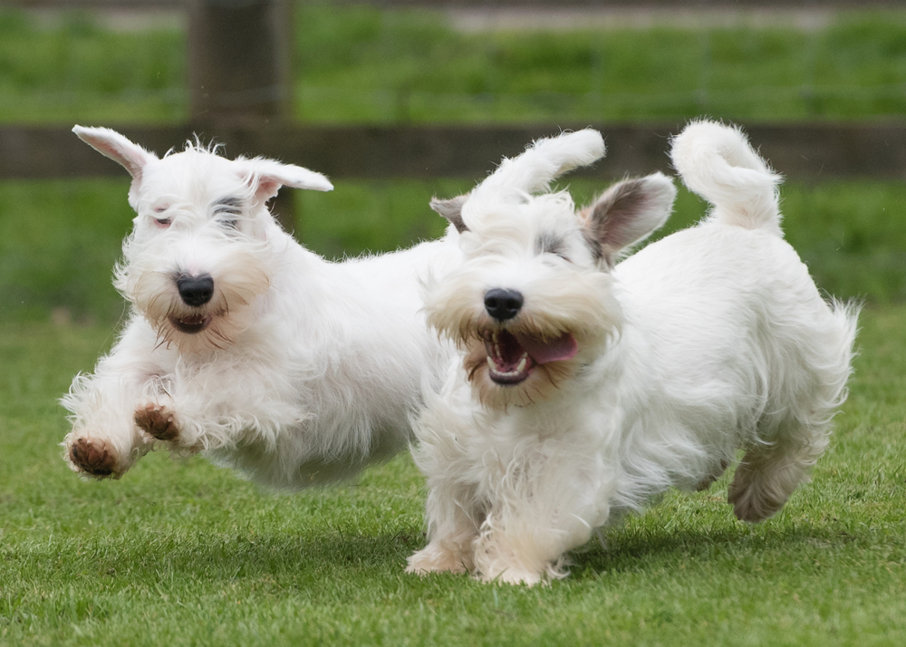 The one move that stops dogs pulling instantly