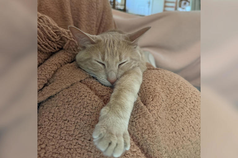 Owner almost kills cat in dryer accident: "Banging sound is haunting me"