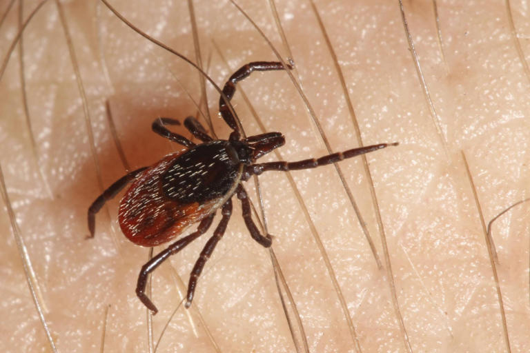 Yes, there are more ticks in Delaware this year. What to know, how to ...