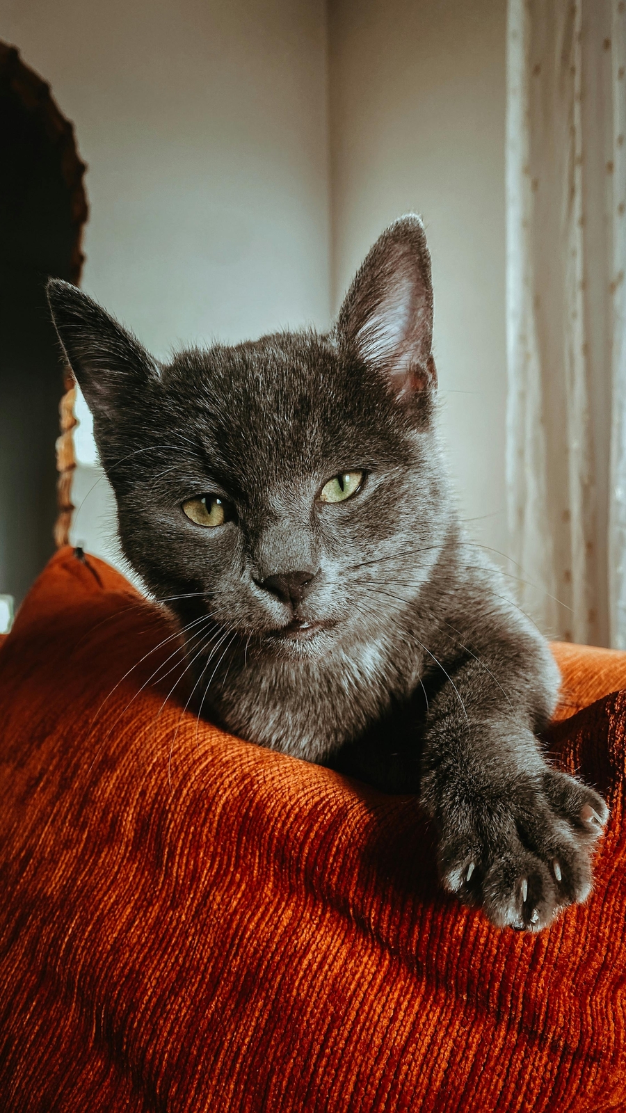 8 rare facts about the Russian blue cat