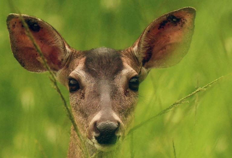 Ridiculous 'hood' deer attacked my plants. Should Columbus be out for ...