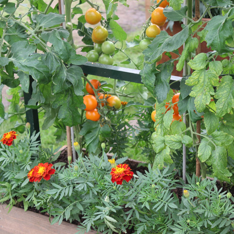 This easy-to-grow (and pretty!) flower could help you keep squirrels at ...