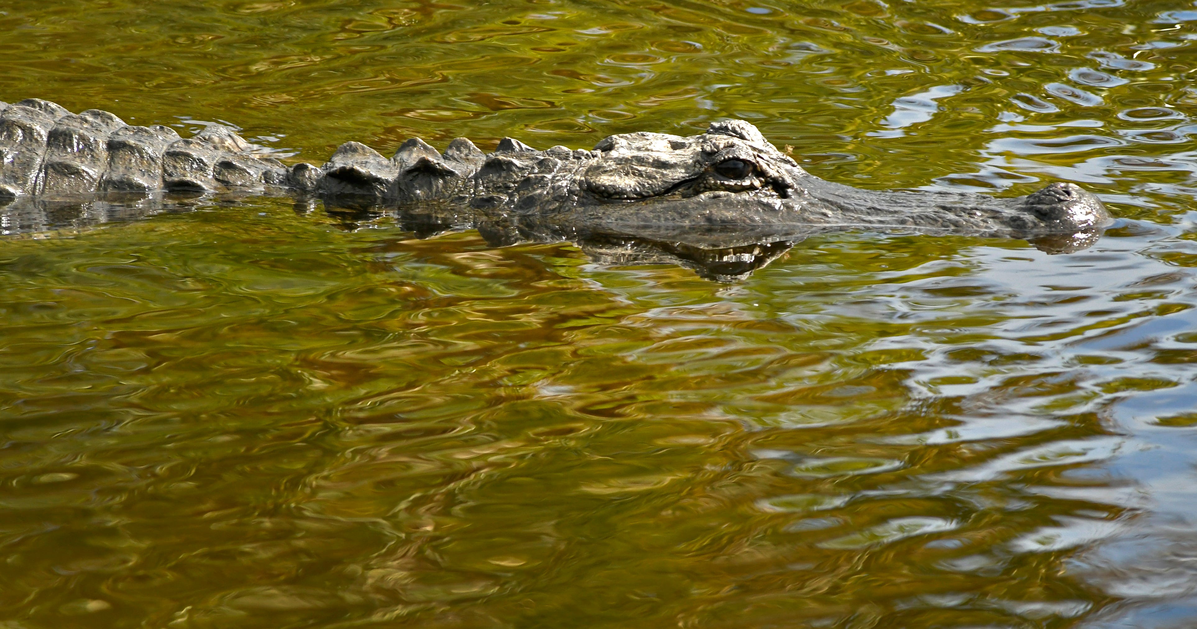 Is it legal to hunt alligators in Louisiana? Everything to know about ...