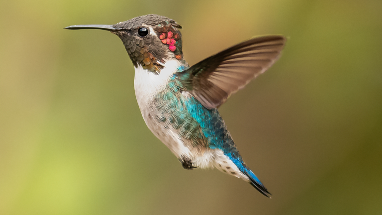 How to keep bees out of hummingbird feeders — 5 expert methods to help ...