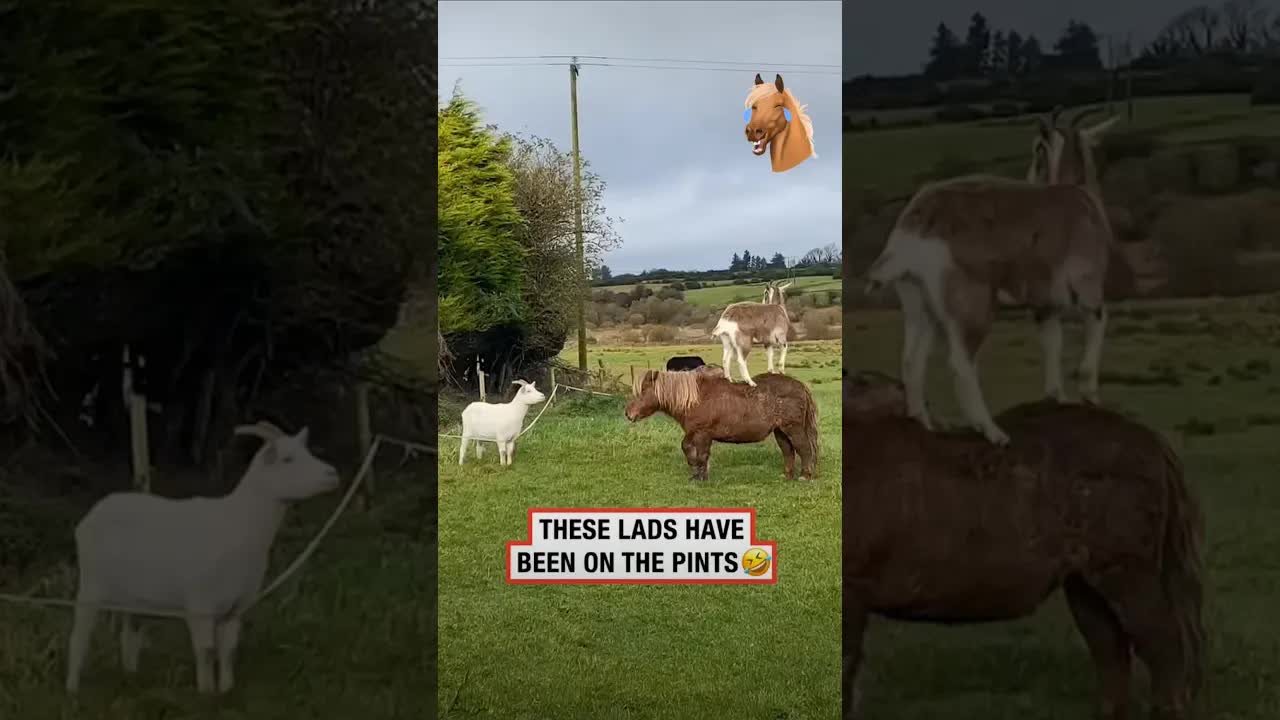streamhorse: funny irish animals: goat stands on pony