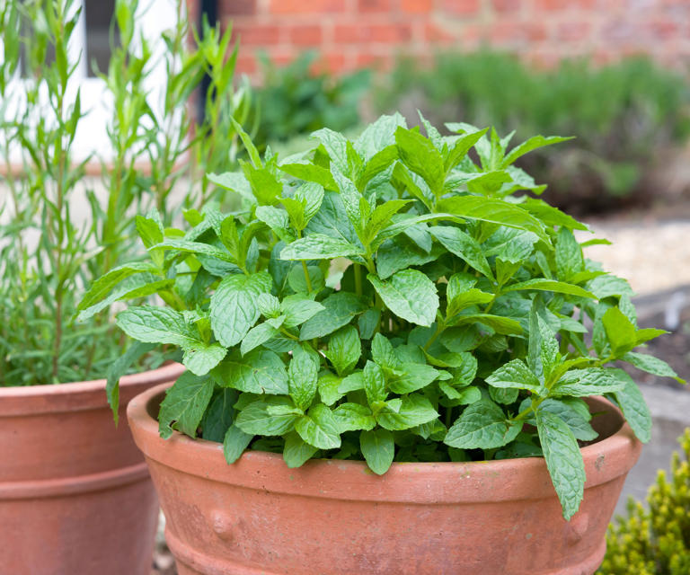 Stop planting these 6 herbs in the ground – they actually grow better ...