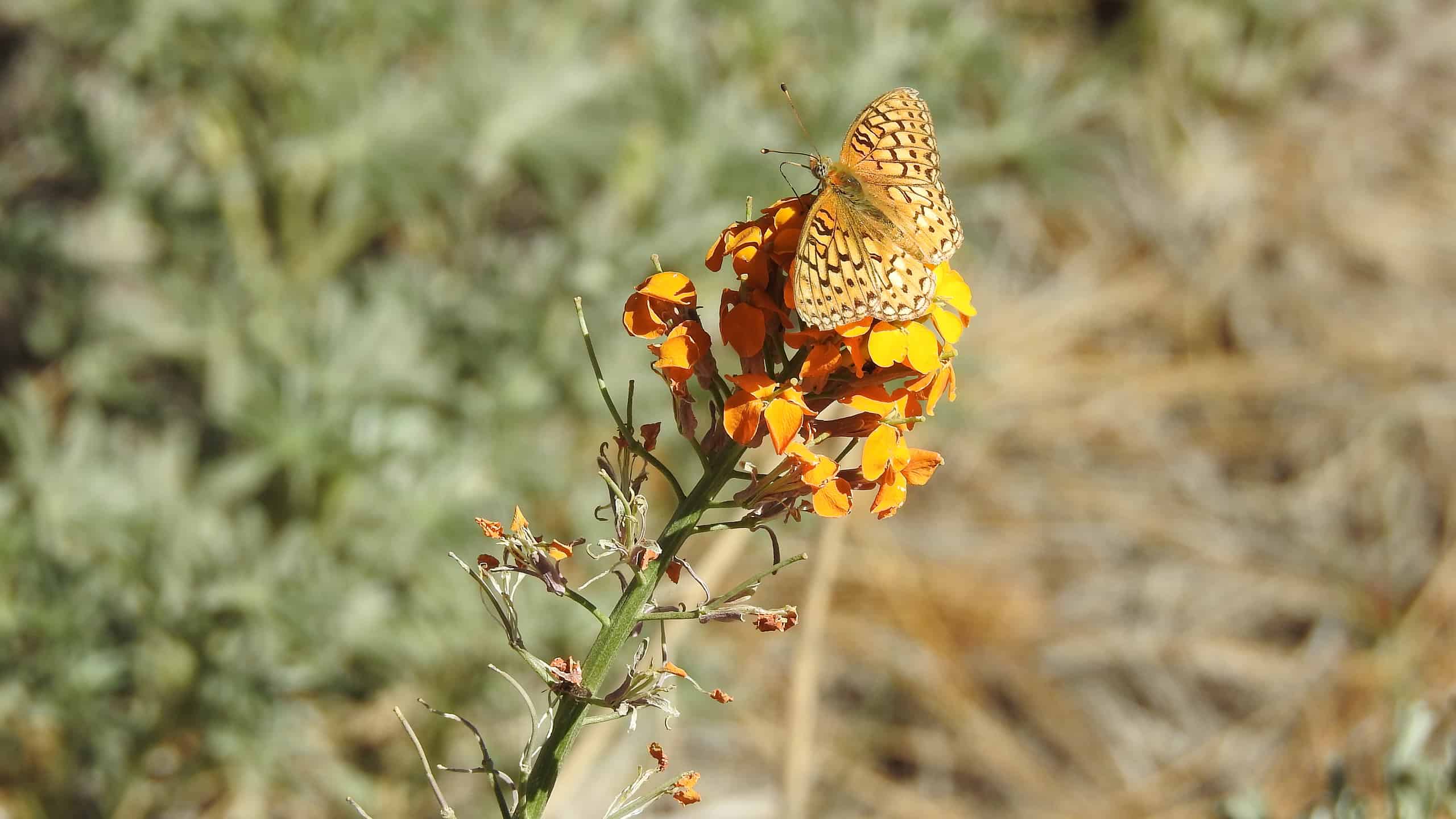 These Are the Rarest Butterflies Fluttering Around the U.S.