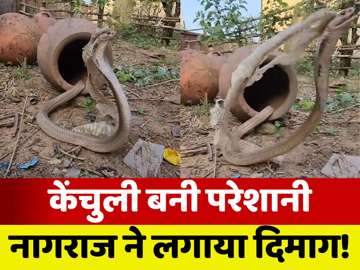 Snake Video: सांप केंचुली कैसे छोड़ता है? वीडियो में देखिए