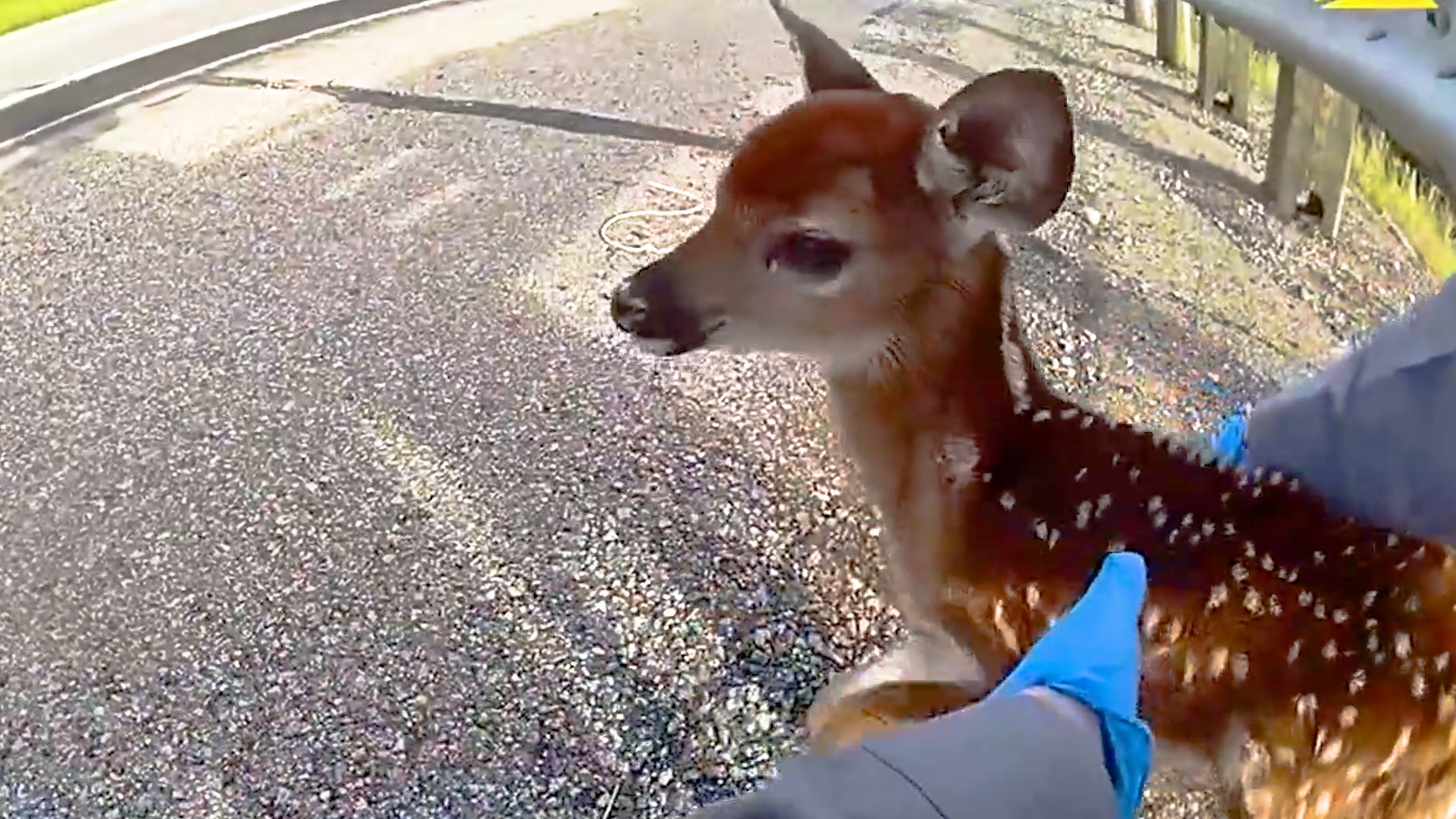 Polizist rettet gestrandetes Rehkitz auf Ohio Highway