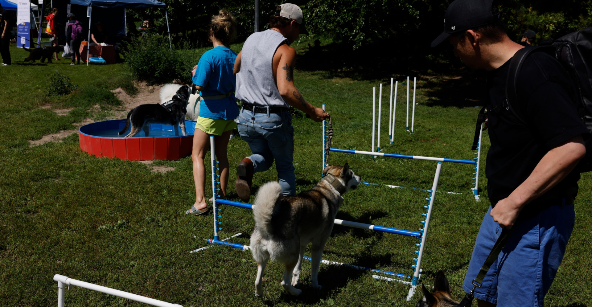 Descubre las razas de perro más fáciles de adiestrar