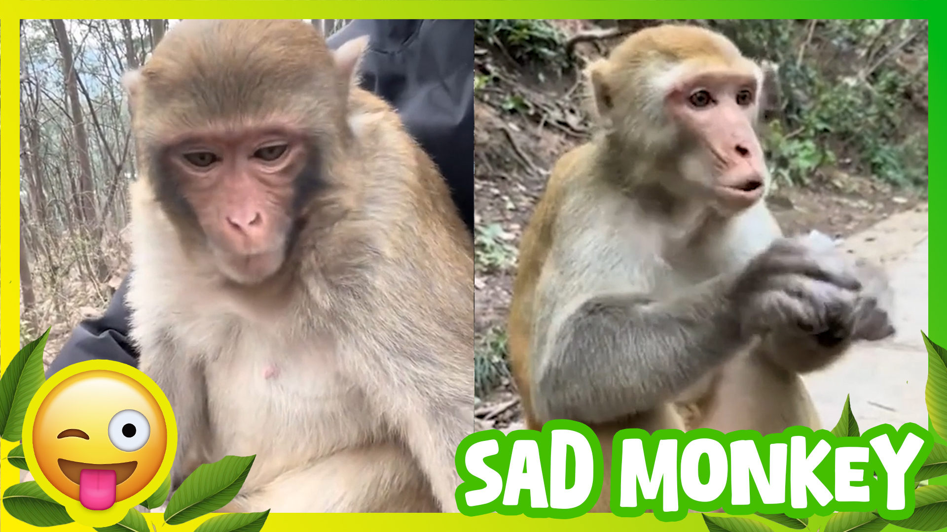 Sad Monkey Sitting Alone 🐵😢 | Quiet, Emotional & Reflective Jungle Moment