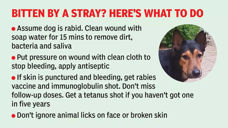 ‘Anti-rabies vaccine is very effective but there are other factors at play’