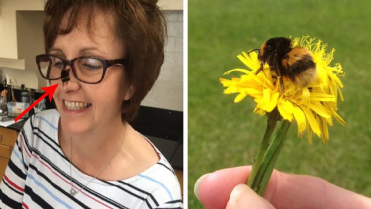 Scottish Woman Forms Touching Friendship with Wingless Bumblebee After ...