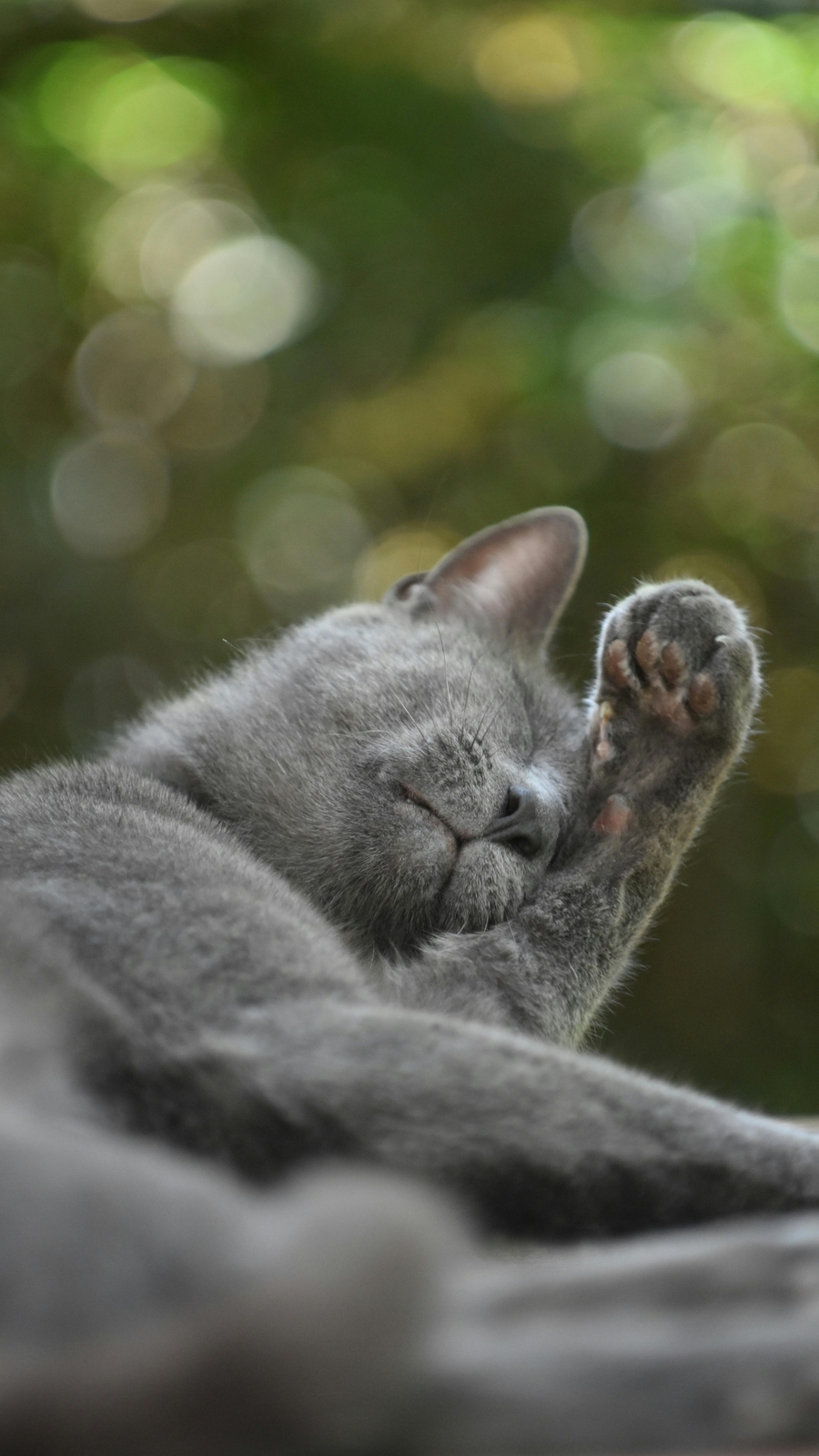 8 rare facts about the Russian blue cat