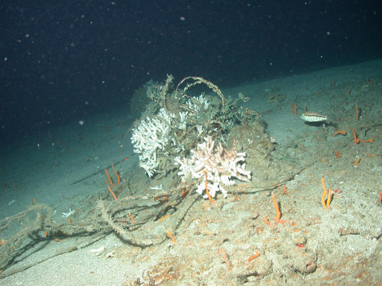 Florida coral reef: Will fishing council let rock shrimp nets drag the ...