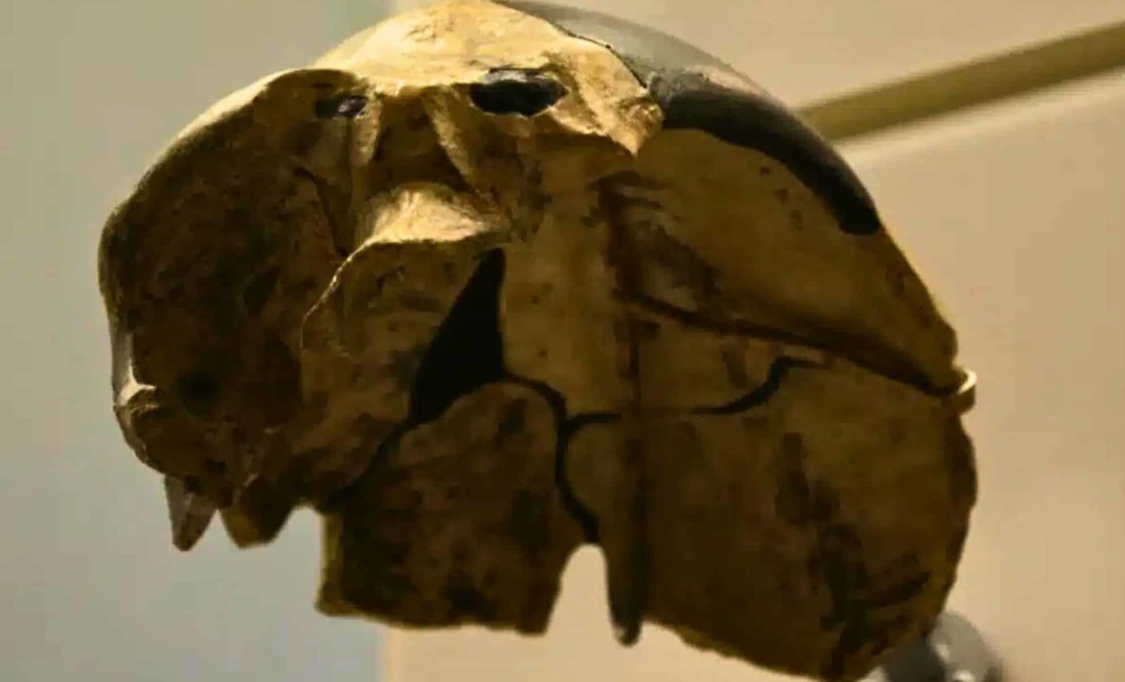 What Makes This 300,000-Year-Old Skull So Special? It Doesn’t Belong to ...