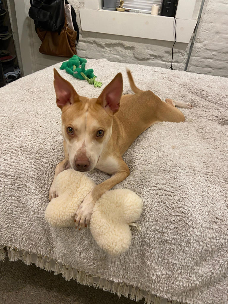 They thought their foster dogs went to a sanctuary. They were ...