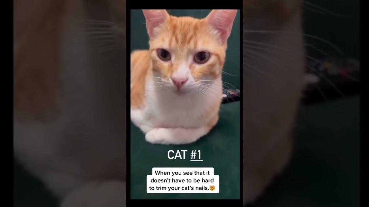 A Genius Hack For Cat Nail Trims! #shorts