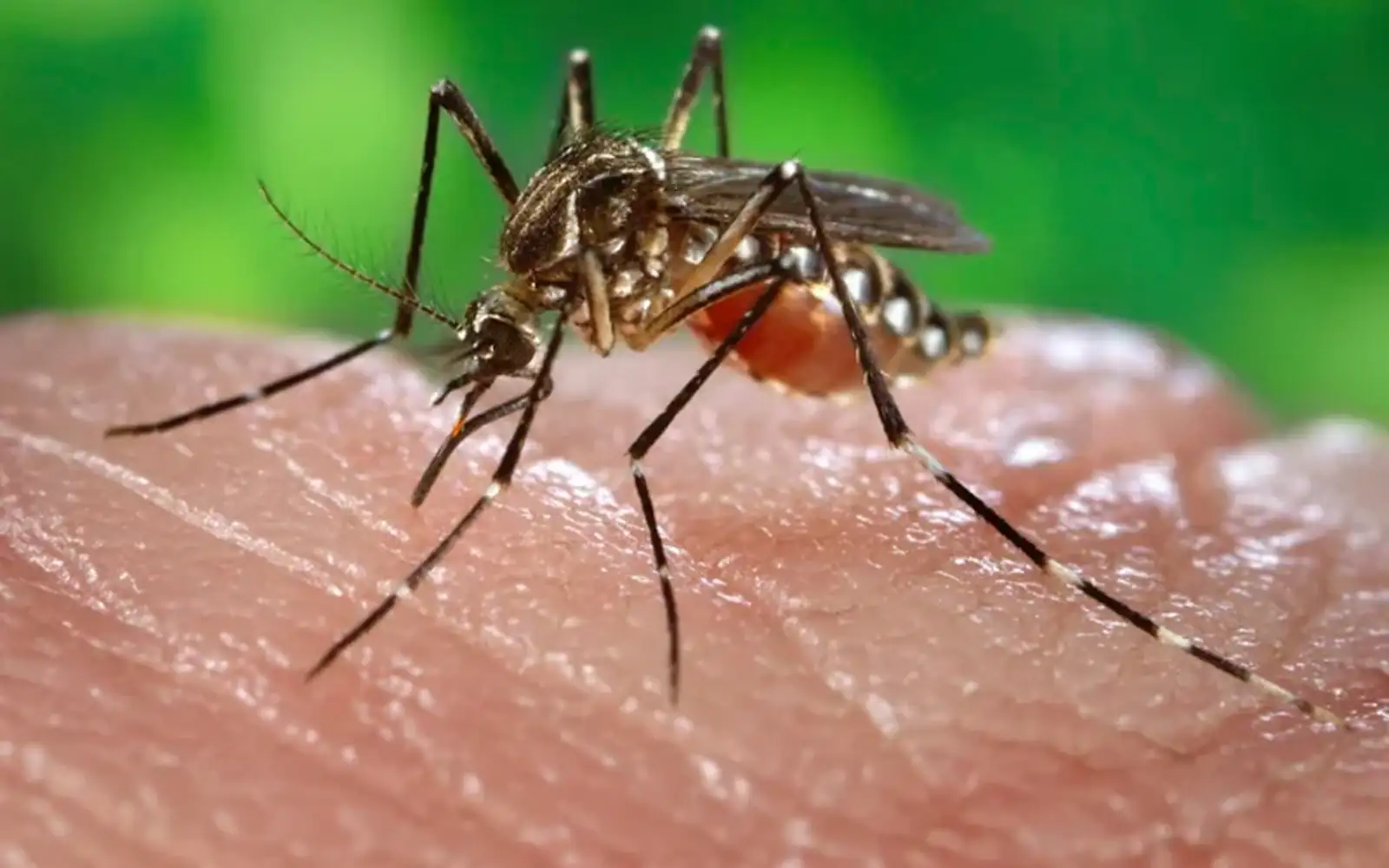 ‘United Against Dengue’ alliance launched to combat surge in cases