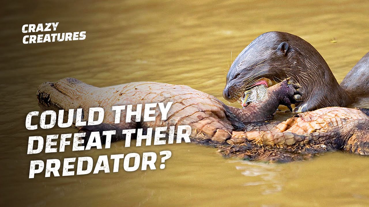 When Otters Attack: A Caiman Confrontation