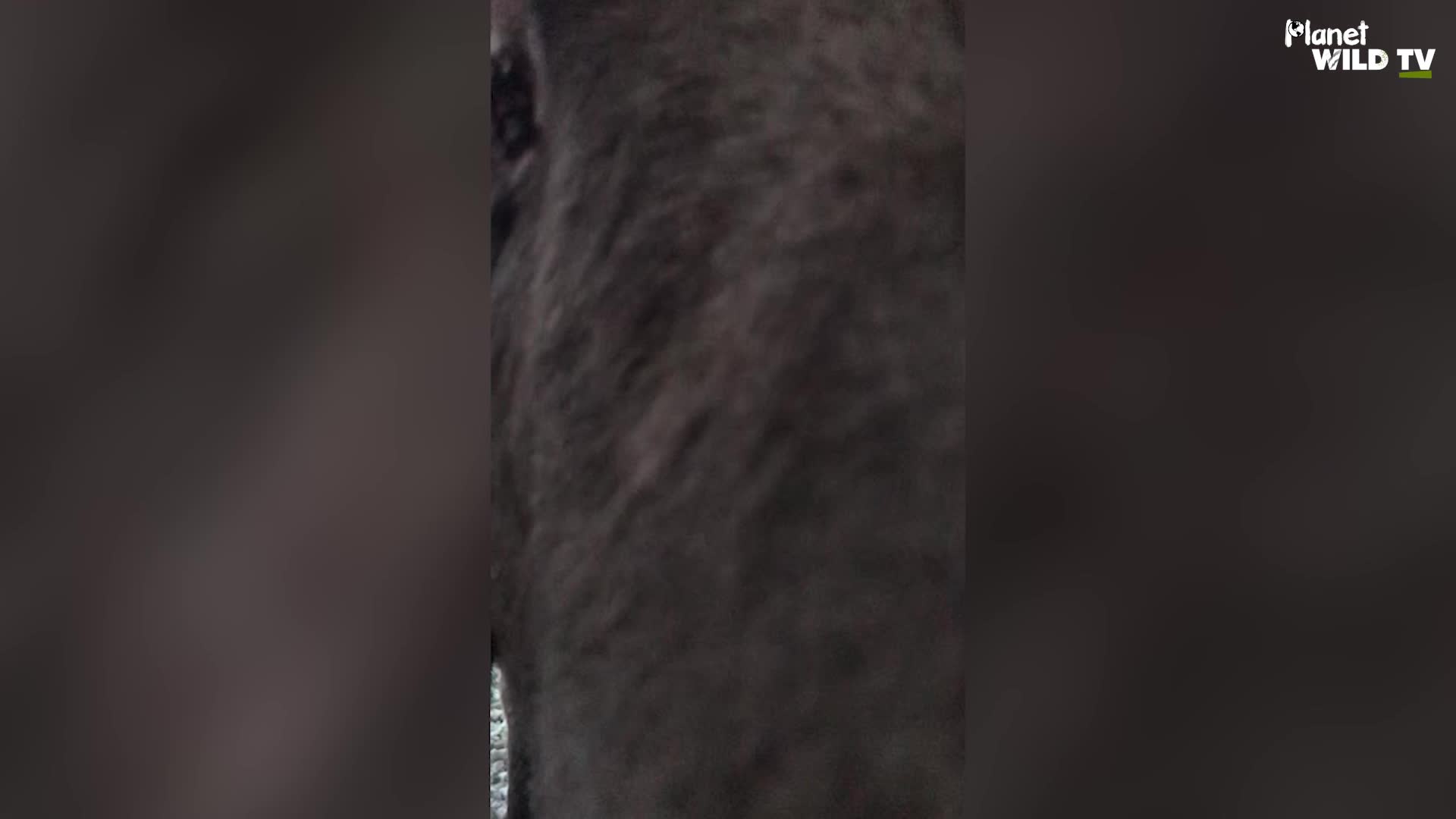 Moosing About! Hilarious Moose Caught on Camera in the Wild and Suburbs