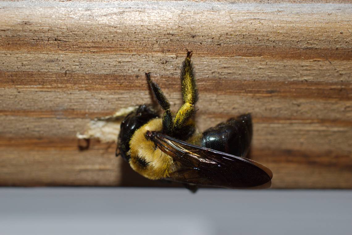 Carpenter bees can chew through your California home. How to get rid of ...