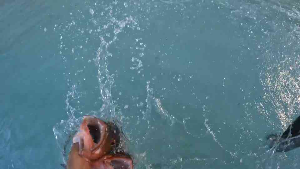 Building A Survival Shelter Catch Clean Cook