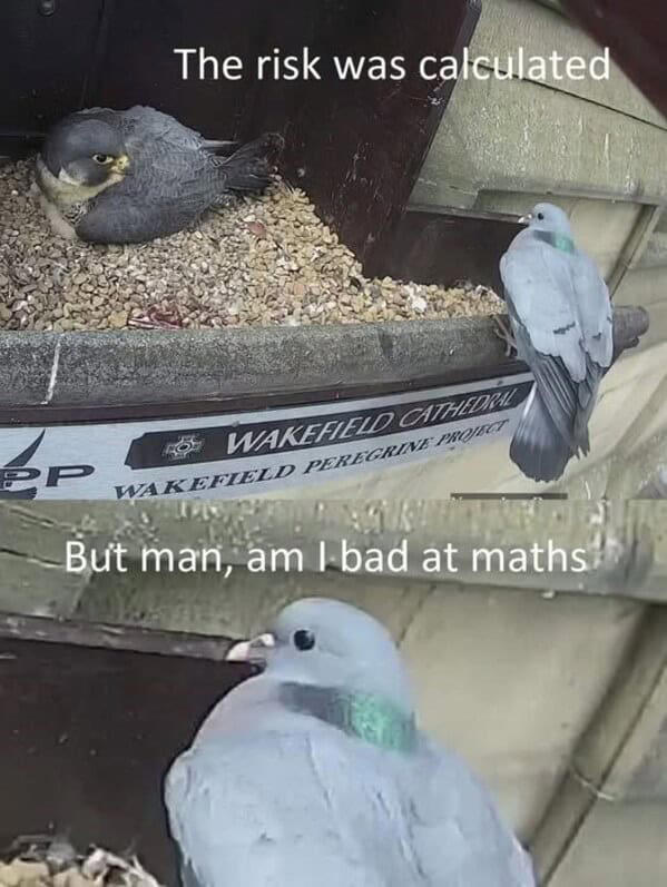 40 Funny Nature Memes For People Who Love The Outdoors